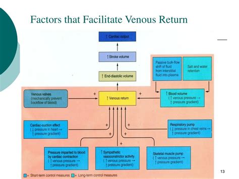 PPT Cardiovascular System L7 PowerPoint Presentation Free Download ID 8696850
