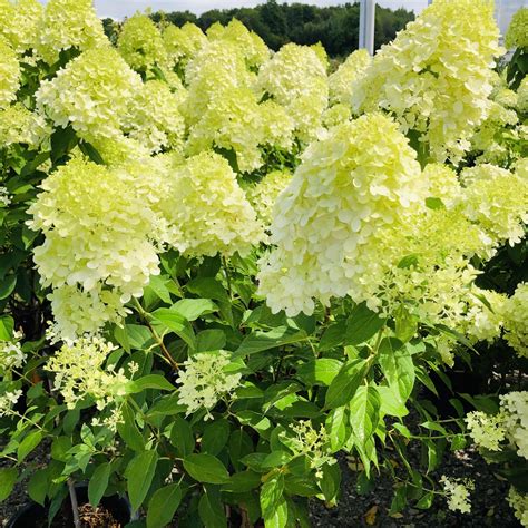 Standard Hydrangea Limelight 28