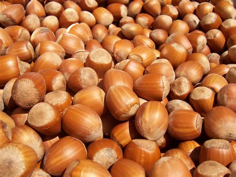 Dr K Padmanabans Knowledge Centre Hazelnut