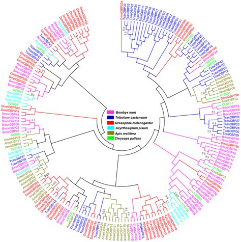Phylogenetic Tree Of Candidate Odorant Binding Proteins Obps From
