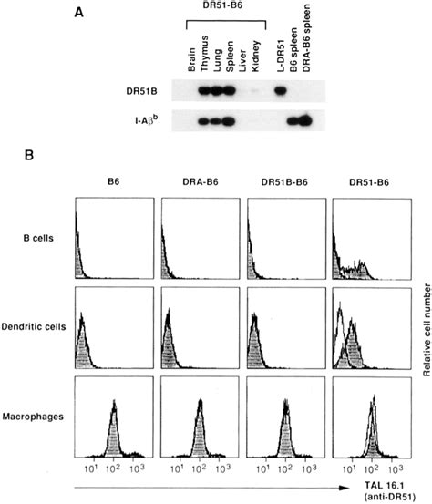 Expression OfHLA DIL51B Transgene In Transgenic HLA DR51 C57BL 6 Mice Download Scientific