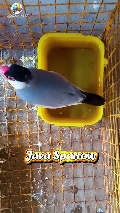 🤗java Sparrow 🤗 Shorts Shortsfeed Ytshorts Trendingshorts Sparrow Birds Java Bathing