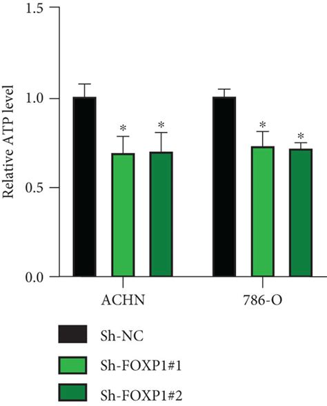 Downregulated Circfoxp1 Inhibited Rcc Proliferation Migration And Download Scientific Diagram