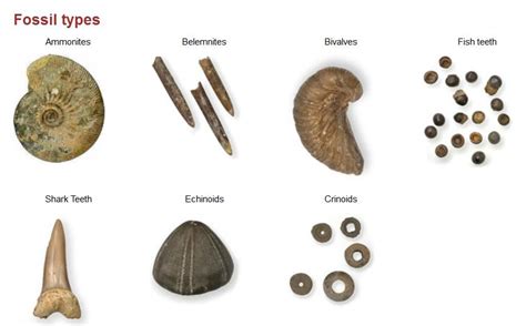 GLOSSOPETRAE Fossil Remains And Popular Culture