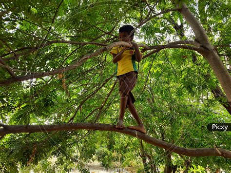 Examples Of Climbing Trees At James Jain Blog