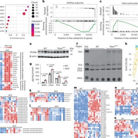 Aberrant Astrocytic Oxphos Disrupts Brain Lipid Homeostasis A Gsea Download Scientific Diagram