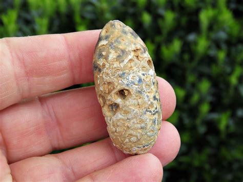 Equicalastrobus Chinleana Silicified Lycopod Cone 4