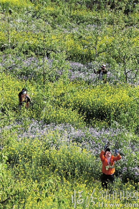 汾西柴洼庄村依托林果资源 带动周边群众就业增收 临汾新闻网