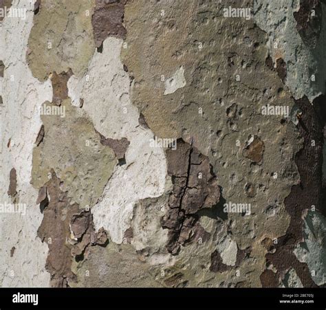 Multi Colored Tree Bark Stock Photo Alamy