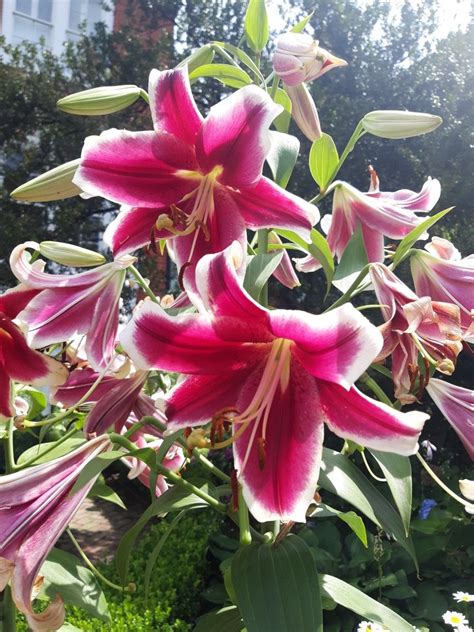 Pin By Iz On Drawing Reference Drawing Reference Lily Drawings