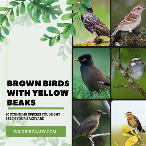 Brown Birds With Yellow Beaks 10 Stunning Species You Might See In