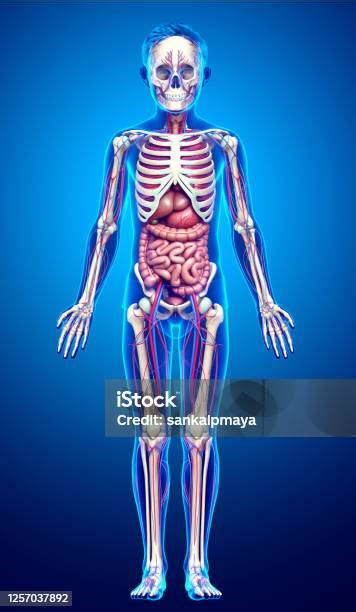 소년 내부 장기 골격 및 순환 시스템의 의학적으로 정확한 그림을 렌더링 3d 렌더링 3차원 형태에 대한 스톡 사진 및 기타 이미지 3차원 형태 건강관리와 의술 과학