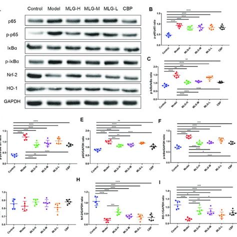 Effect Of Mlg On Nf κb Nrf2 Ho 1 Signaling Pathway In Ethanol Induced Download Scientific