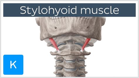 Stylohyoid Muscle Attachments And Function Human Anatomy Kenhub Youtube