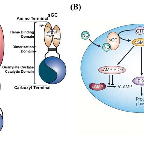 Life Cycle Of T Gondii Sexual And Asexual Reproduction Of Toxoplasma