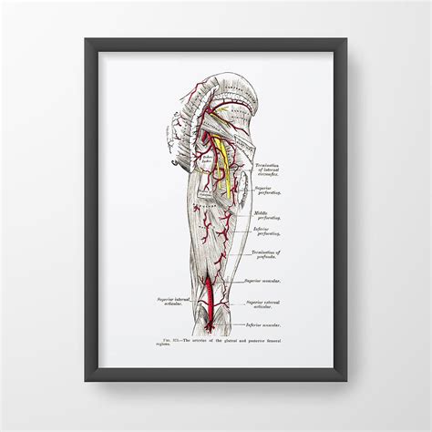Sciatic Artery Gluteal And Posterior Femoral Leg Muscle Human Anatomy