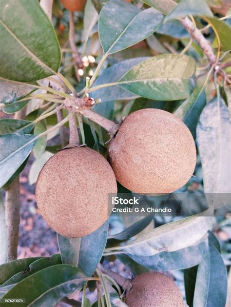 Manilkara Zapota Chico Sapota Sapodilla Fruit On Tree Plantfruit Food