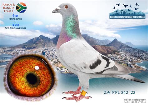 Lot 41 Cape Town Lofts Johan And Hannes Team 2 Za 22 Ppl 242 Bb H 41st Final Her Sire Flew 23 In