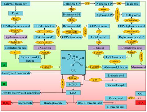 The Regulation Of Ascorbate Biosynthesis Wdxmu