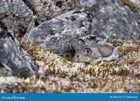 Beautiful View Of American Pika Ochotona Princeps Among Stones In Its