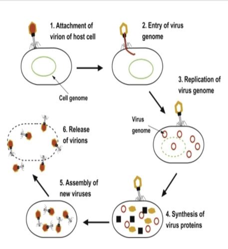 Yr 1 Uni Genetics And Evolution Genes Genomes And Genomics Flashcards Quizlet