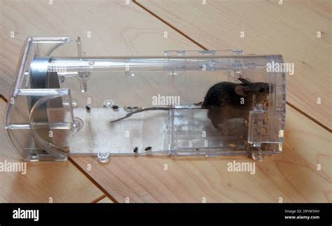 Mouse In A Live Trap Stock Photo Alamy