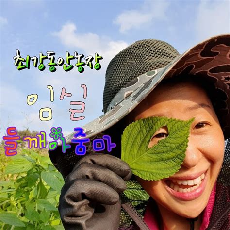 임실들깨아줌마 Youtube