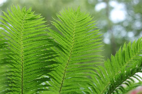 숲에 고사리 식물 아름다운 신선한 양치류 잎입니다 녹색 단풍입니다 자연의 아름다움 녹색 식물 벽지입니다 봄 배경입니다 고사리 잎 생태 숲 아름 다운 녹색 배경입니다 0명에