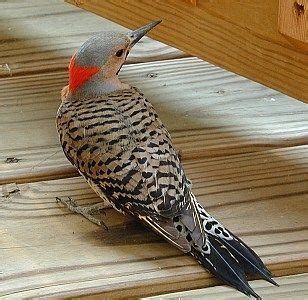Northern Flicker Ftharrisonstatepark Anvk