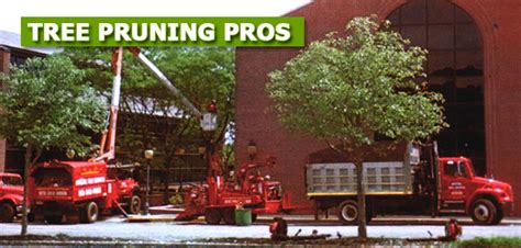 Commercial Tree Pruning NJ