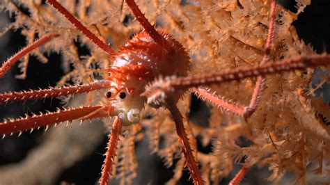 100 New Species Discovered In The Deep Sea