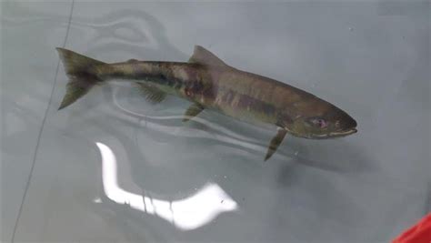 울산 태화강 20년째 연어 회귀 이어져 파이낸셜뉴스