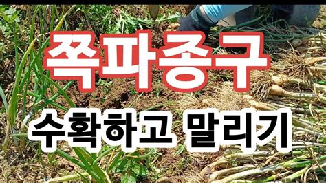 쪽파 수확해서 쪽파종구만들기 쪽파종구수확시기 주말농장 도시농부 Youtube