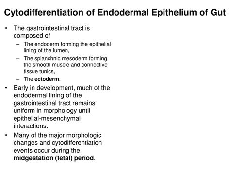 Ppt Development Of Digestive System Powerpoint Presentation Free