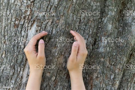 소녀는 나무 줄기로 만든 배경에 대한 보호 제스처에 그녀의 손을 잡고 자연 보호 및 환경 의 개념 저장 복사 공간 0명에 대한 스톡 사진 및 기타 이미지 Istock