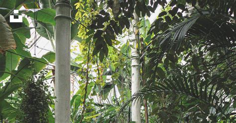 나무가 많이 우거진 울창한 녹색 숲을 통과하는 산책로 사진 Unsplash의 무료 식물원 이미지