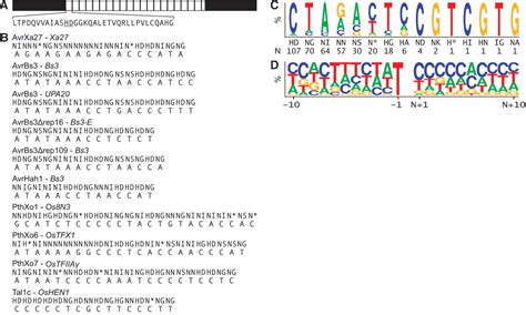 A Simple Cipher Governs Dna Recognition By Tal Effectors Science
