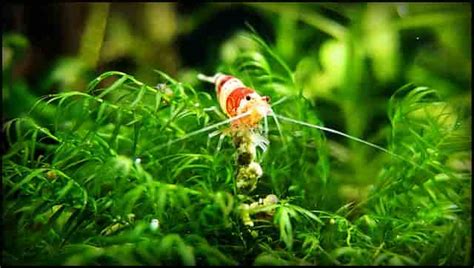 Top 5 Pros And Cons Of Having Plants In Shrimp Aquarium Shrimp And Snail Breeder