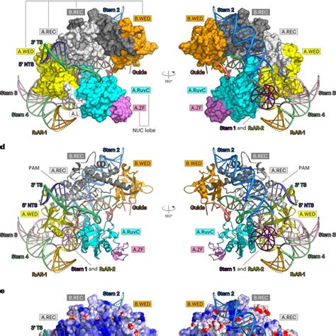 Architecture Of The Sgrna And Its Engineering A Schematic Architecture Of The Sgrna And Its Engineering A Schematic