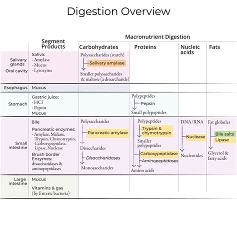 Physiology Glossary Overview Of Digestion And Gi Secretions Ditki Medical And Biological Sciences