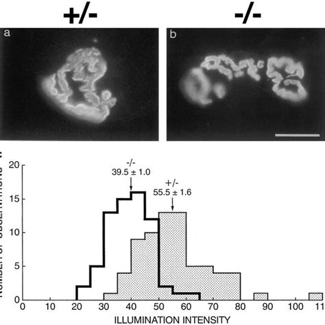 Generation Of Utrophin Deficient Mice A Structure Of The Utrophin Download Scientific