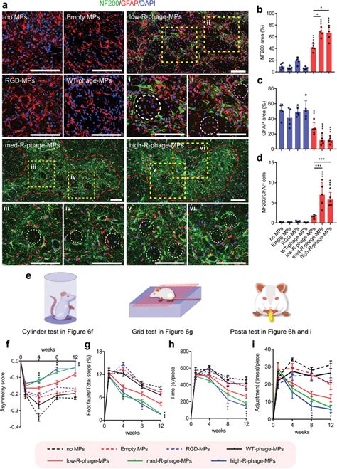 Axonal Sprouting And Neurogenesis At The Mps Sites 12 Weeks Post Stroke