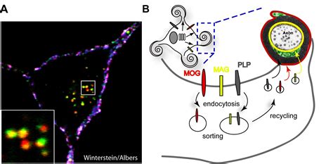 Membrane Trafficking Pathways Involved In Myelin Formation Molecular