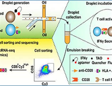 A Detailed Protocol For Stranded Rna Sequencing Rna Seq Blog