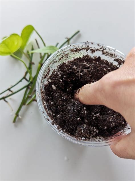 The Ultimate Guide To Pothos Propagation Garden It Now