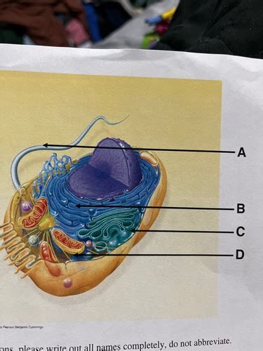 Bio Exam 3 Flashcards Quizlet