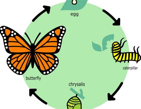 Life Cycle Of A Butterfly