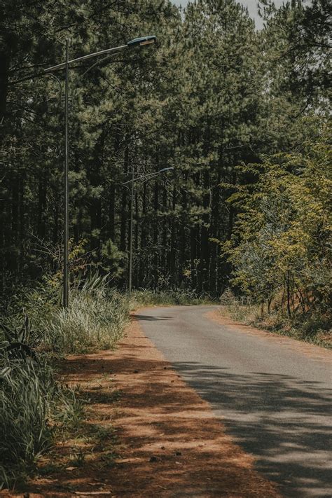 낮에는 키가 크고 푸른 나무로 둘러싸인 차량이 없는 회색 콘크리트 도로 사진 Unsplash의 무료 길 이미지
