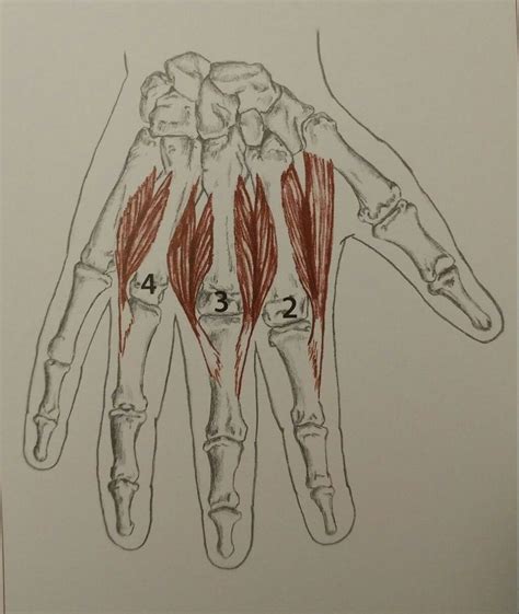 Dorsal Interossei Human Muscle Anatomy Muscle Anatomy Anatomy