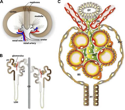 Anatomical Overview Of Renal Filtration A Diagrammatic Download Scientific Diagram